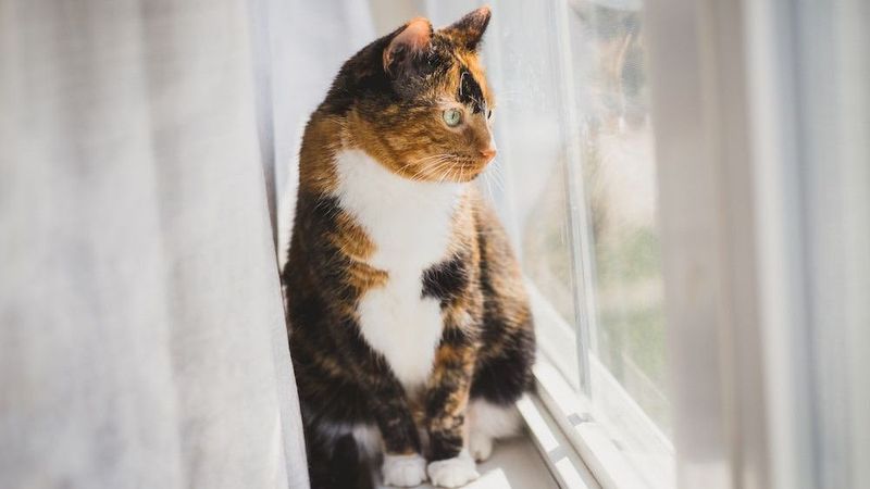Mengenal Kucing Calico, Ini Penjelasan Mengapa Jarang yang Jantan - ERA.ID
