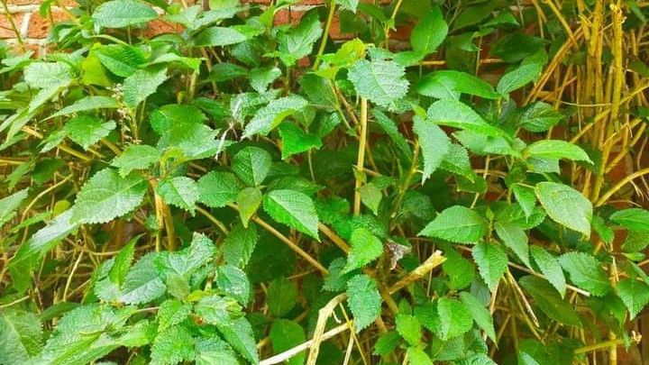 Manfaat Daun Gatal Papua yang Sudah Digunakan Secara Turun-temurun - ERA.ID