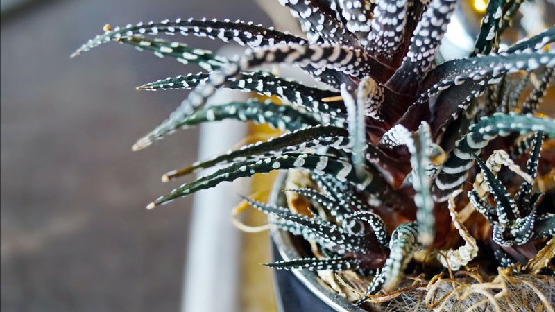 7 Jenis Tanaman Hias Zebra yang Lagi Naik Daun, Cocok Dijadikan Hiasan ...