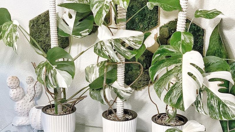 Kaya Mendadak Jika Memilikinya, 6 Tanaman Termahal di Dunia pada 2021 ...