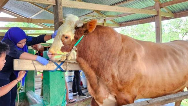 Mengenal Turbo, Sapi Kurban Milik Jokowi yang Dijual oleh Anggona TNI ...