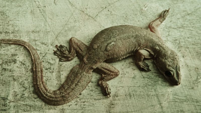 6 Arti Kejatuhan Cicak pada Bagian Tubuh, di Bagian Ini Pertanda ...