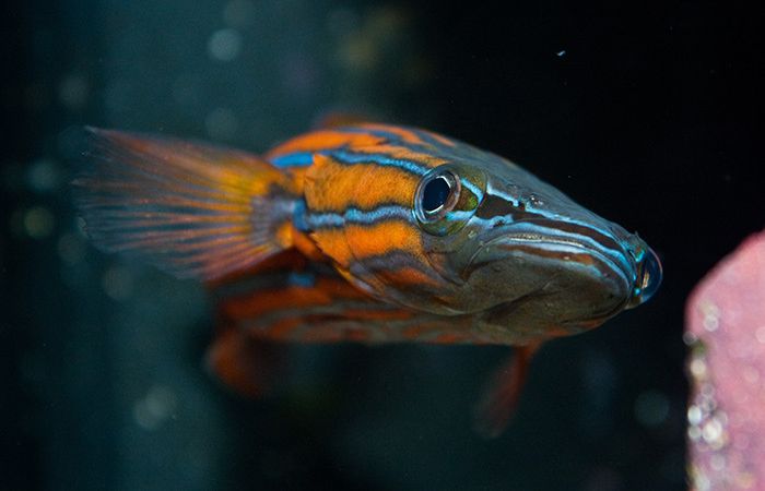 7 Ikan Mahal yang Harganya Sebanding Saat Membeli Rumah atau Apartemen ...