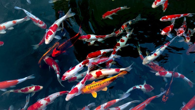 Tanda Penyakit Herpes pada Ikan Koi, Penyebab, dan Cara Mencegahnya ...