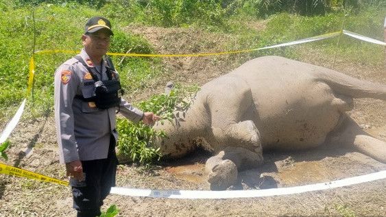 Makan Bahan Pupuk, Gajah Betina di Aceh Timur Ditemukan Mati - ERA.ID