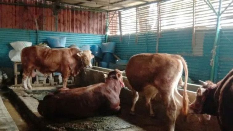 Ini Gejala Awal Penyakit LSD Pada Sapi - ERA.ID