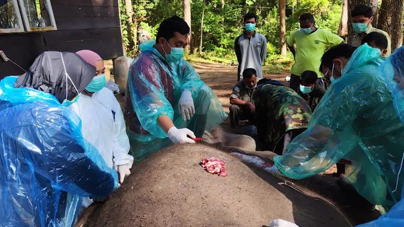 Kronologi dan Penyebab Gajah Jantan di Aek Nauli Elephant Conservation ...
