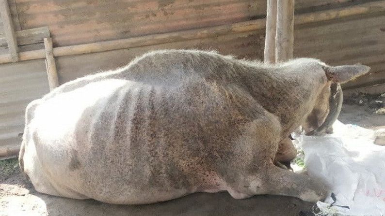 Kebo Bule Keramat Milik Keraton Solo Mati Karena Asam Lambung ...