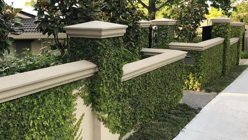 Menghias Teras Rumah Jadi Lebih Estetik, 5 Tanaman Rambat yang Cantik ...