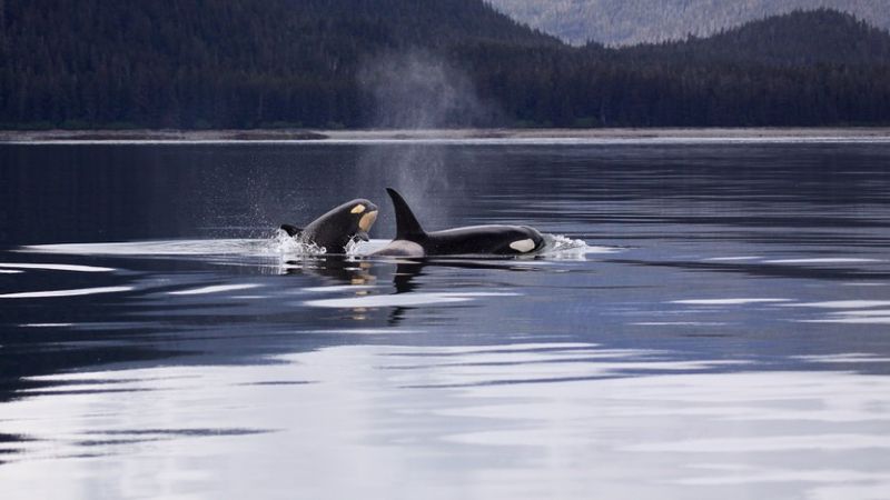 Berbagai Fakta Paus Orca, Lumba-Lumba Pemuncak Rantai Makanan - ERA.ID