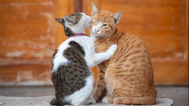 Alasan Mengapa Kucing Berisik saat Kawin, Tidak Sekadar Mengeong Keras ...