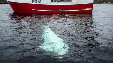 Paus Mata-Mata Rusia Mati Mendadak di Perairan Norwegia - ERA.ID