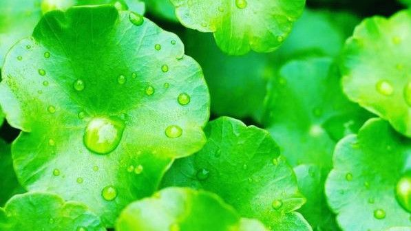 Beragam Manfaat Centella Asiatica yang Kini Banyak Tersedia di ...