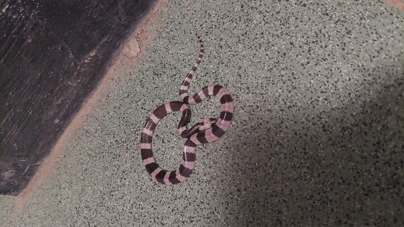 Ular Weling Masuk Rumah, Apa yang Harus Dilakukan? - ERA.ID