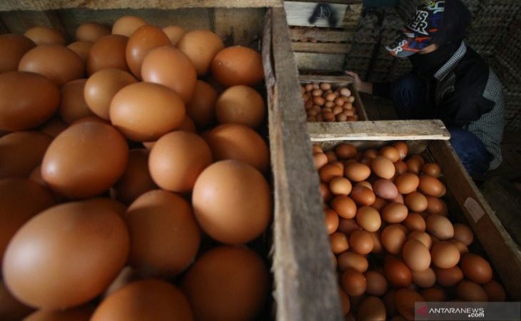 Benarkah Makan Telur Bisa Bikin Kita Bisulan? - ERA.ID