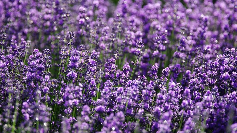 Melembabkan Hingga Mengencangkan Kulit, 6 Tanaman Herbal yang Bikin ...