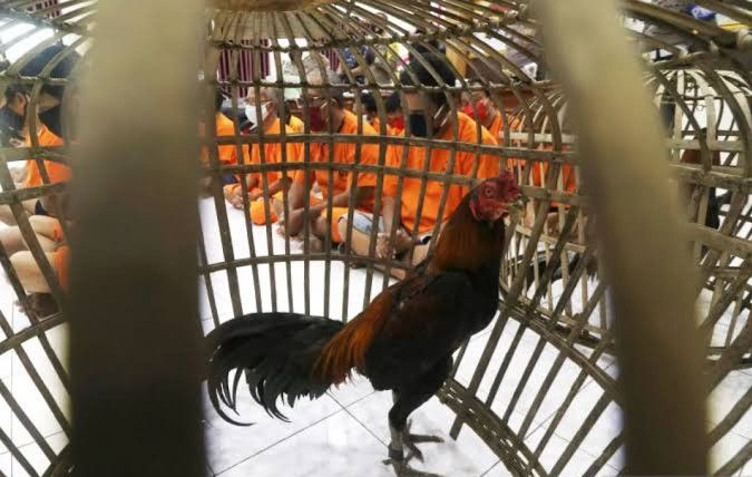 Polisi: Lokasi Judi Sabung Ayam di Bekasi Dikamuflase Menjadi Kandang ...