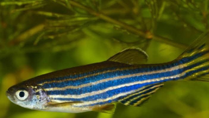 4 Ekor Ikan Zebra Dikirim ke Luar Angkasa, Bagaimana Kondisinya? - ERA.ID