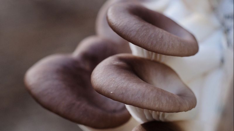 Jenis Jamur Kayu yang Bisa Diolah sebagai Makanan Bernutrisi - ERA.ID