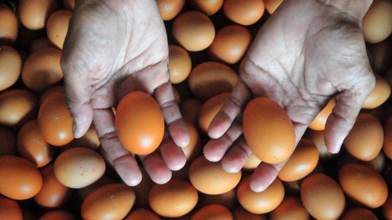 Kepala BKKBN: Satu Butir Telur Sehari Bisa Atasi Stunting - ERA.ID