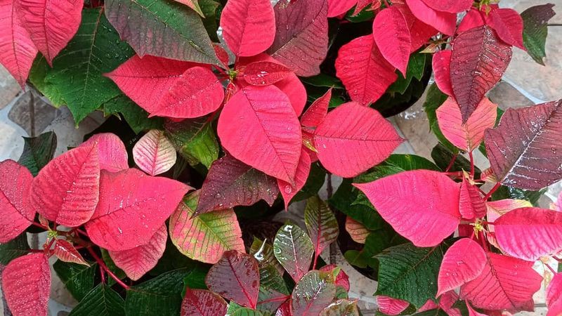 Aglaonema Hingga Keladi, Berikut Tanaman Hias Warna Merah Merona yang ...
