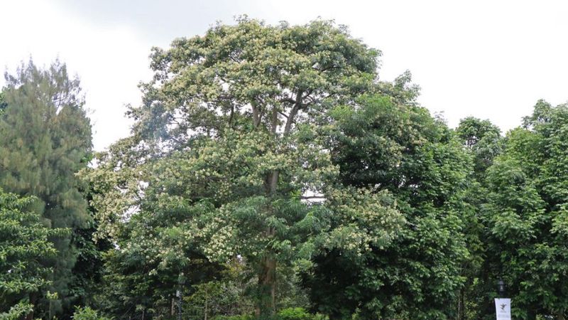 Lebih Mengenal Pohon Pule yang Akan Ditanam di Istana Negara IKN - ERA.ID