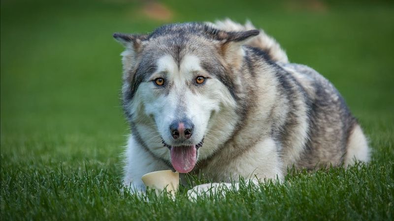 Mengenal Anjing Ras Alaskan Malamute yang Mirip dengan Siberian Husky ...