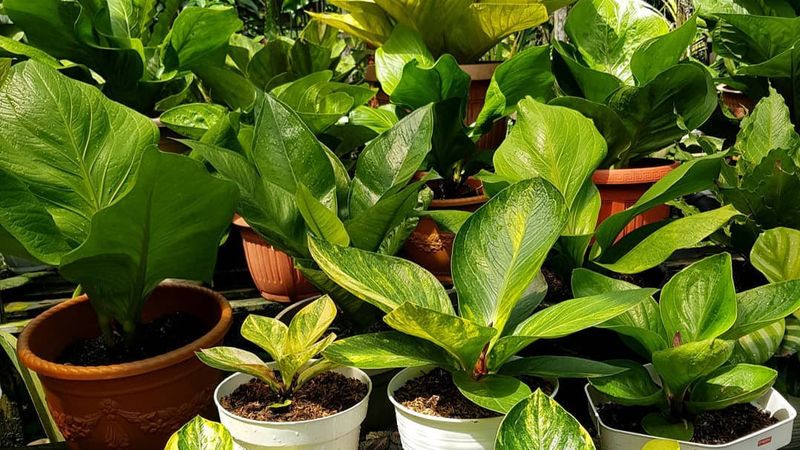 Ada yang Langka, Berikut Jenis Anthurium Jemani yang Banyak Dicari Emak ...