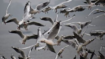 Kisah Nabi Hanzhalah dan Punahnya Burung Raksasa Anqa, Umatnya Diazab ...